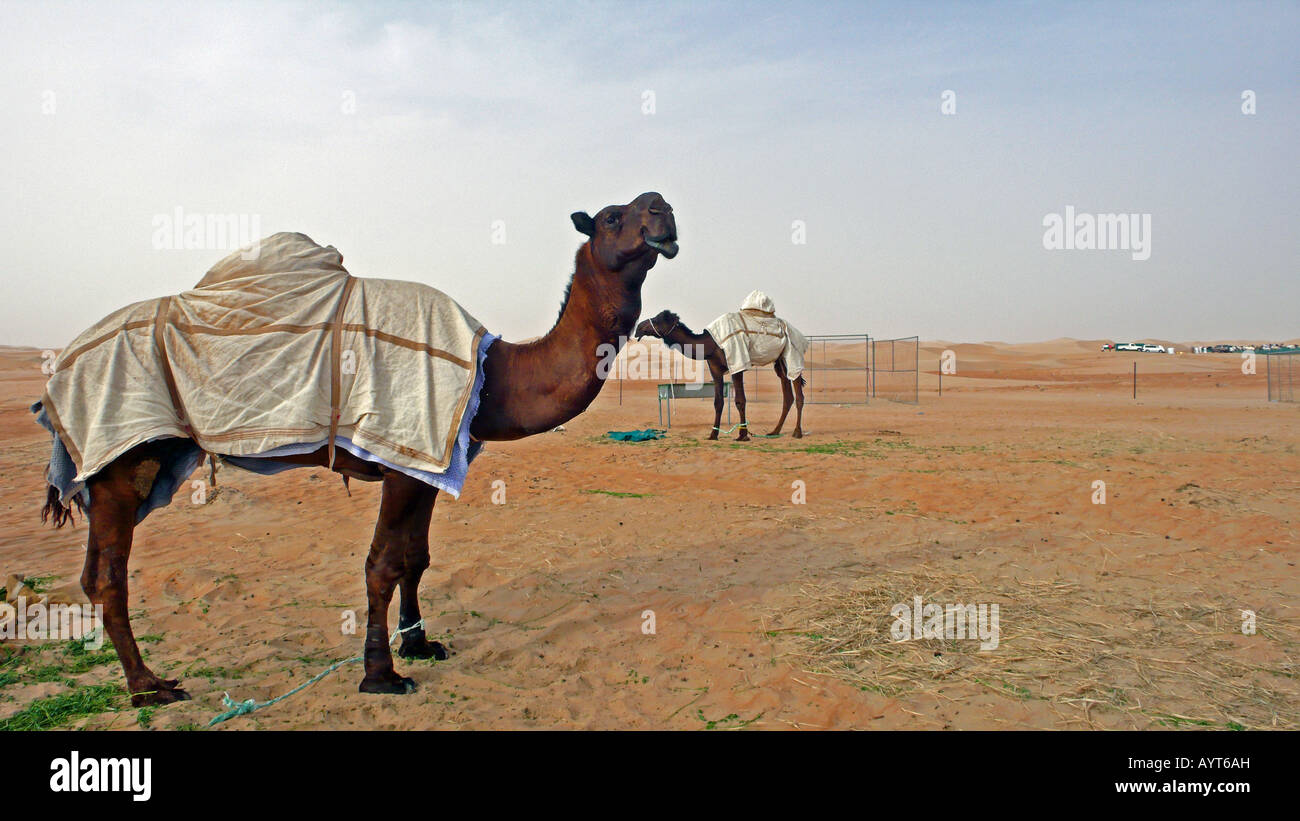 Uae Desert Camel High Resolution Stock Photography and Images - Alamy