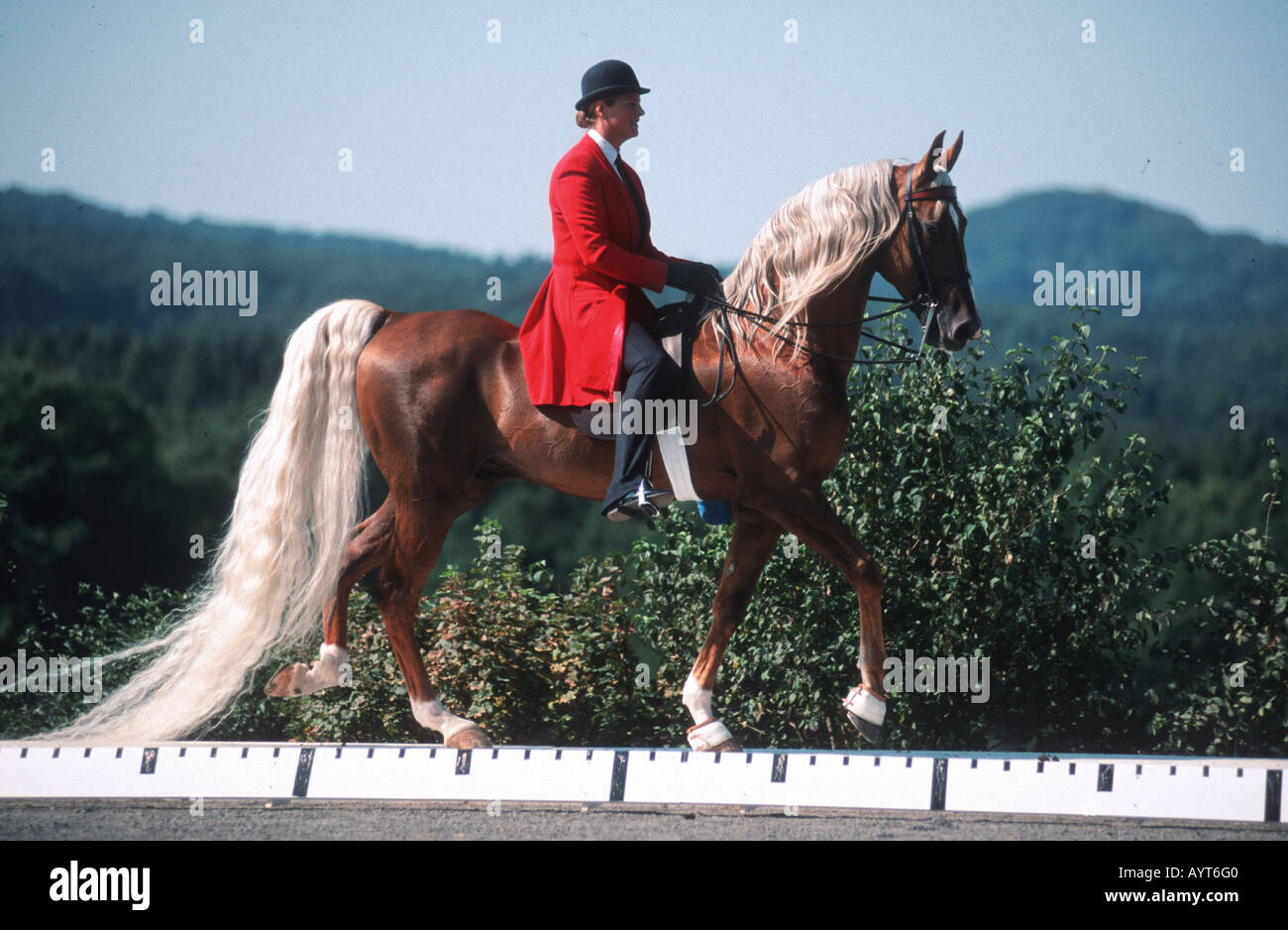 American saddlebred horse lisa rosenberger hi-res stock photography and ...