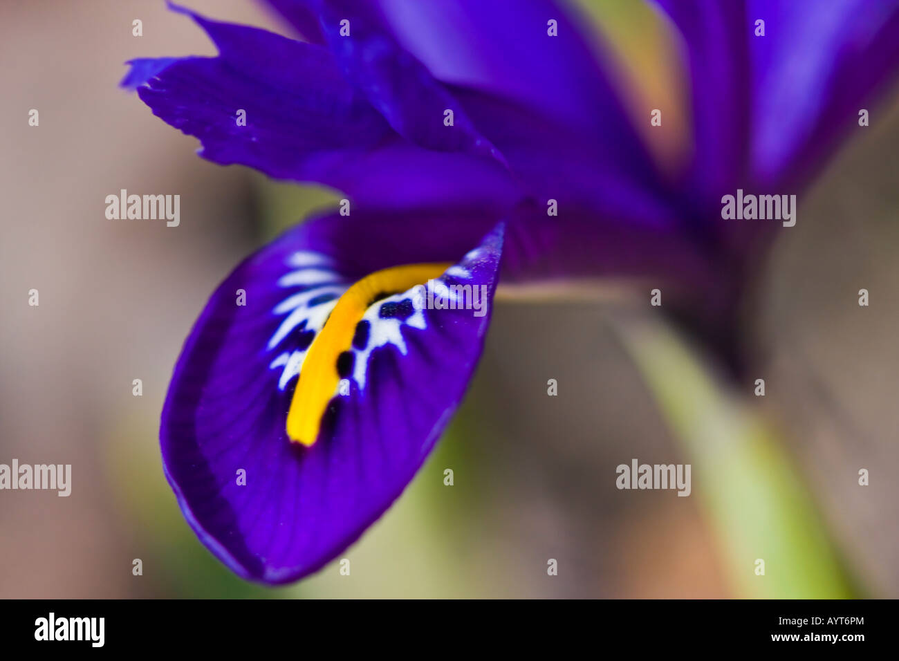 Winter Iris reticulata purple flower Spring nature blurred blurry ...