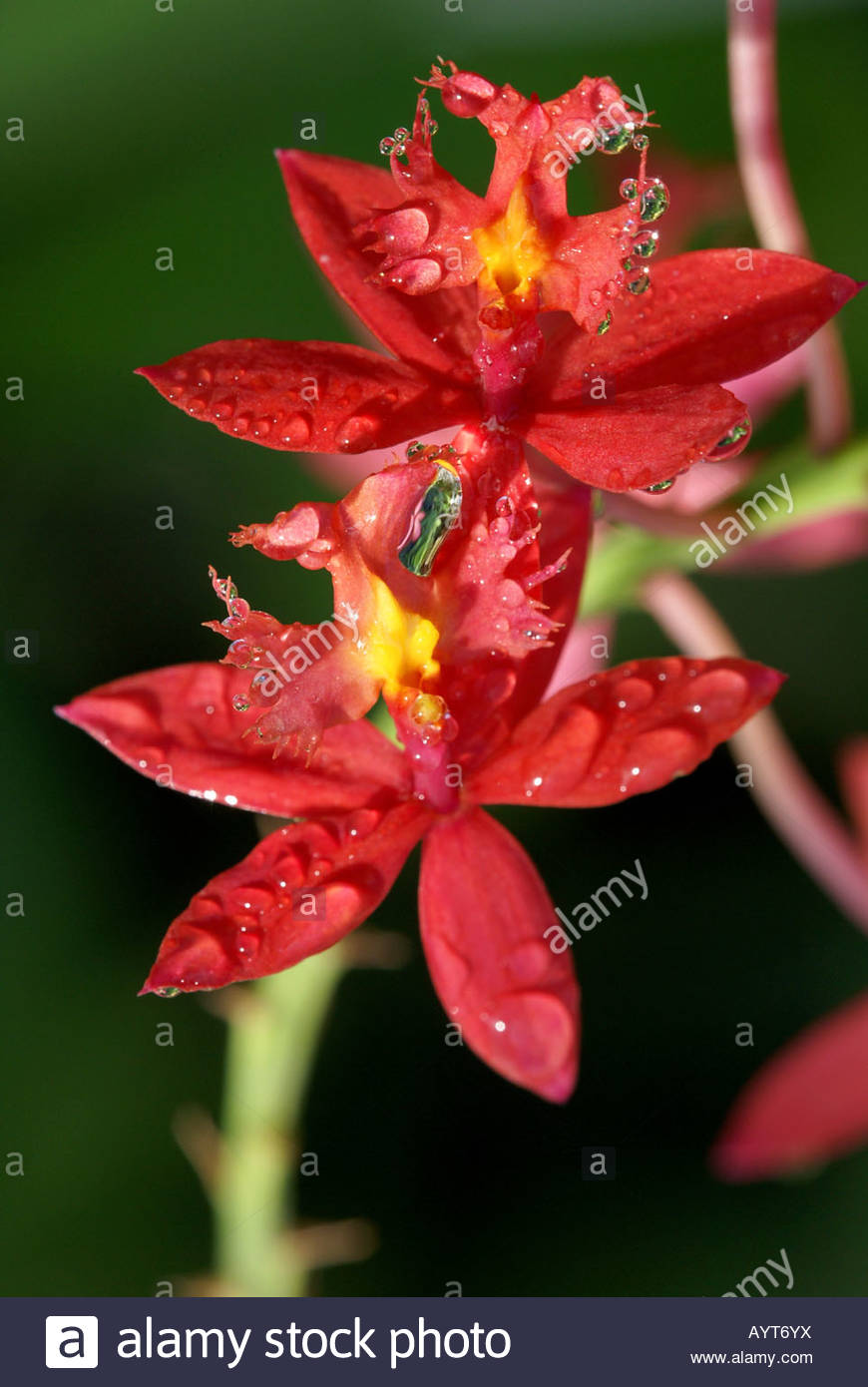 Epidendrum Ibaguense High Resolution Stock Photography and Images - Alamy