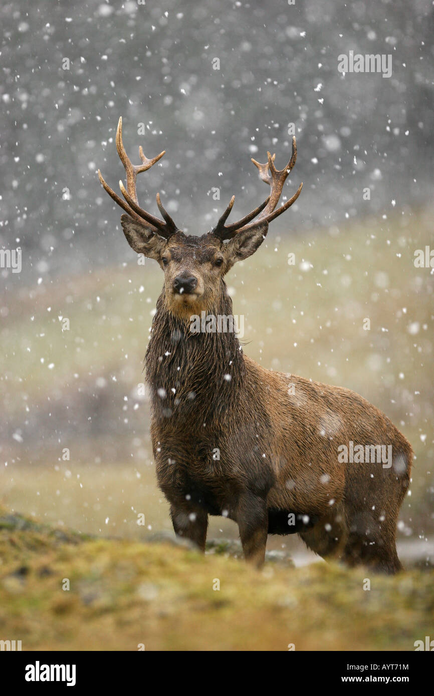 Stag in snow blizzard Stock Photo - Alamy