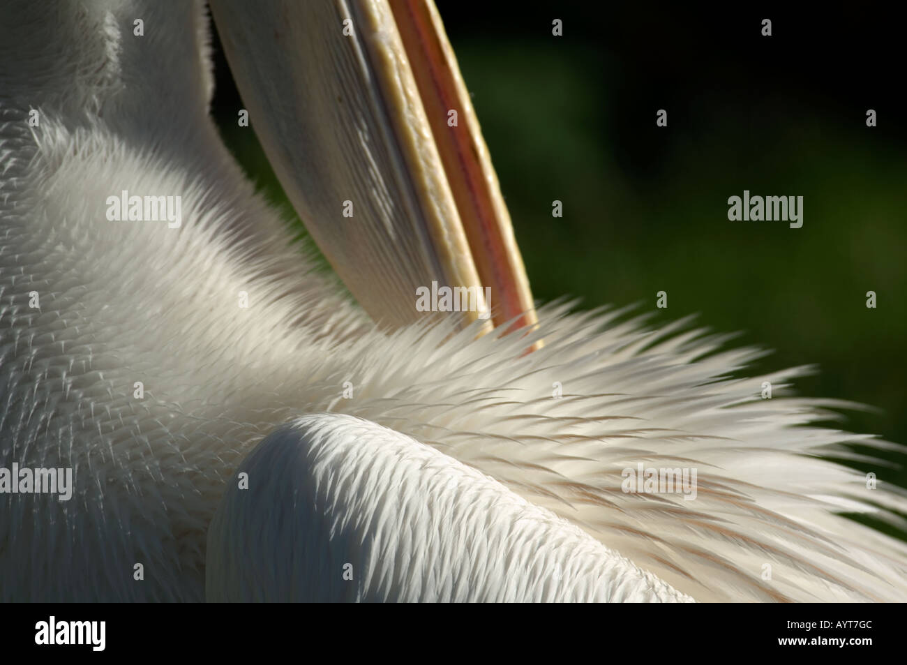 Great white Pelican preening Pelecanus onocrotalus - Captive Stock ...