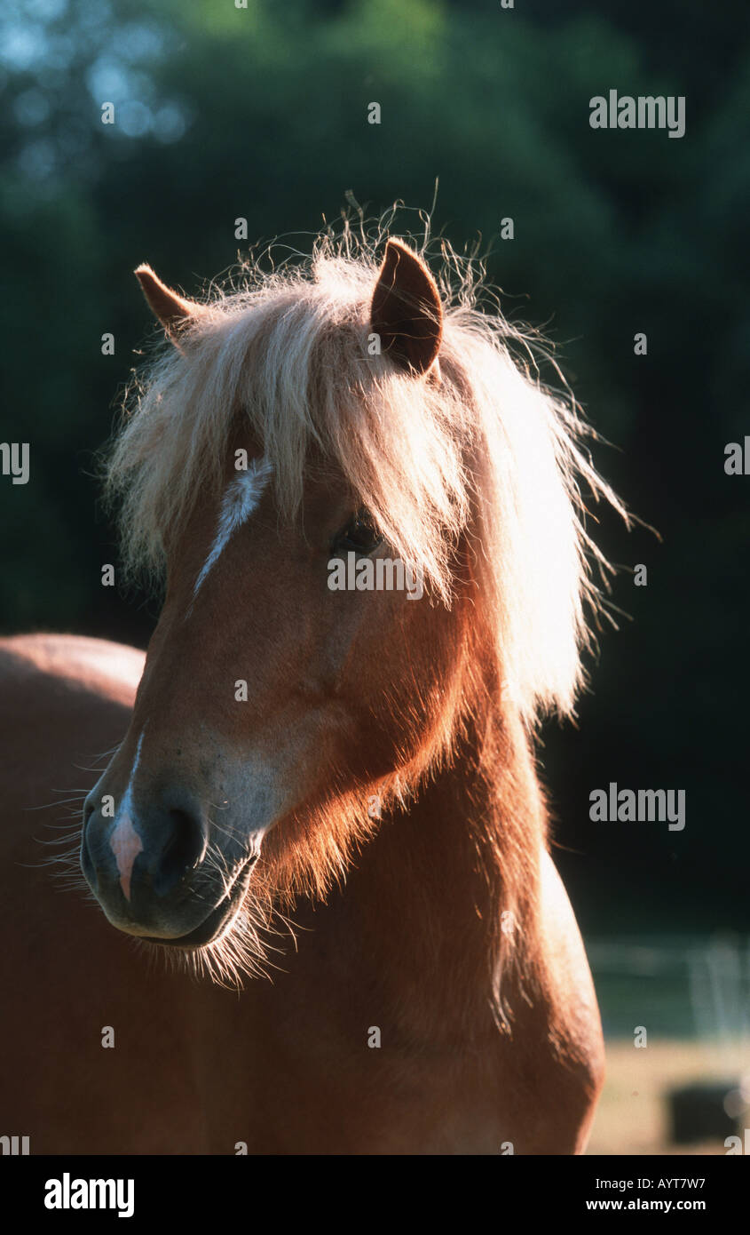 German Classic Pony Stock Photo - Alamy