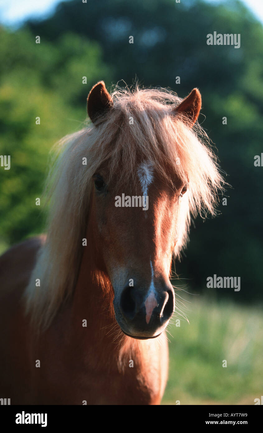 German Classic Pony Stock Photo - Alamy