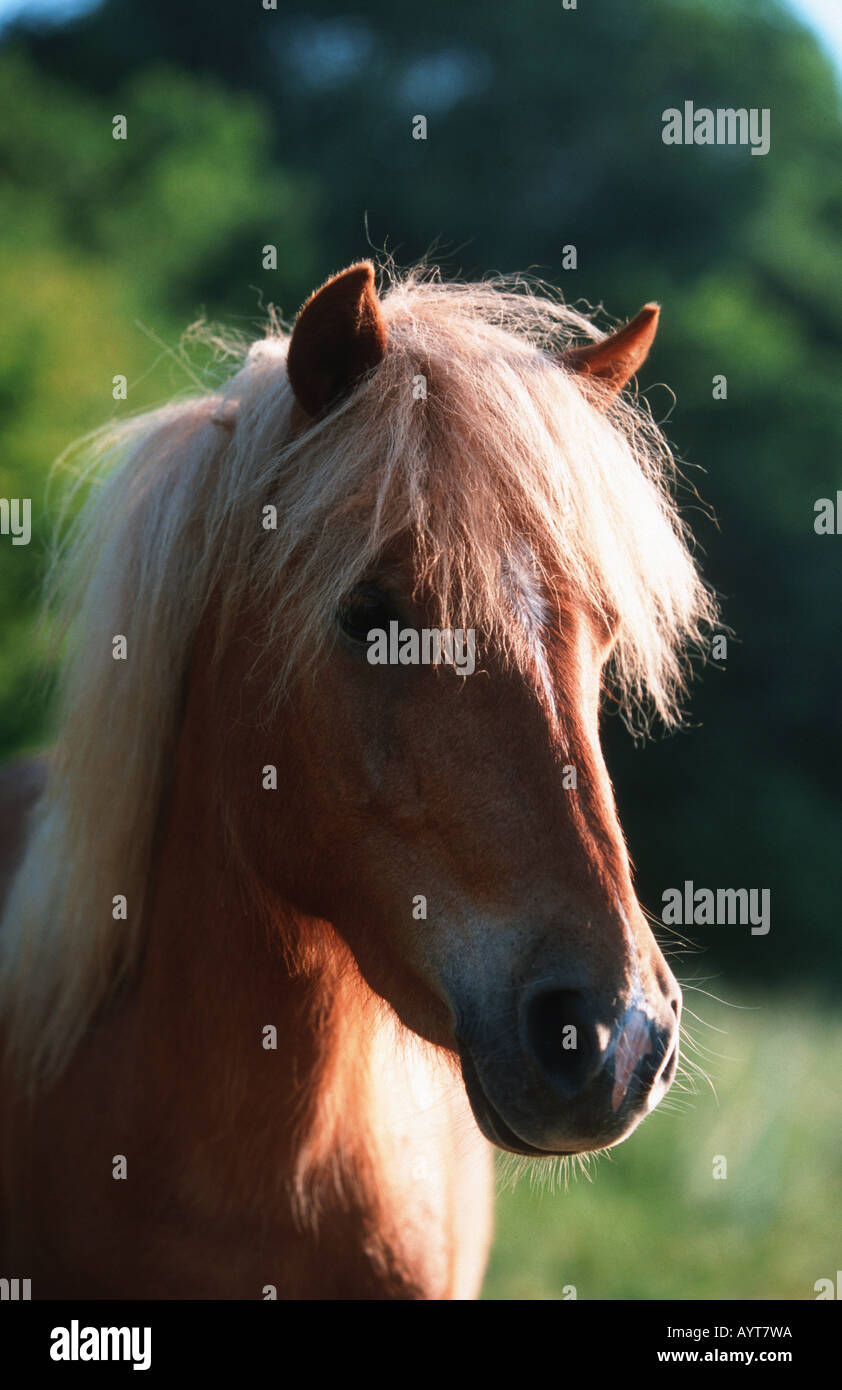 Classic pony hi-res stock photography and images - Alamy