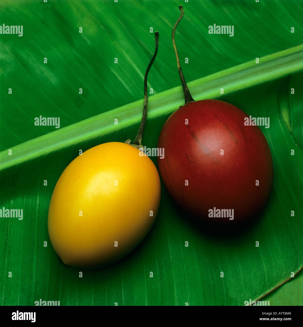 New zeland fruit hi-res stock photography and images - Alamy