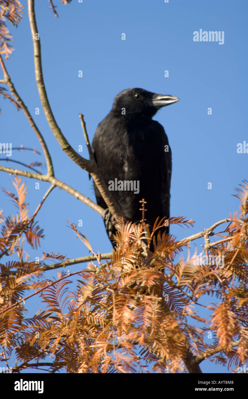 Rook uk beak hi-res stock photography and images - Alamy