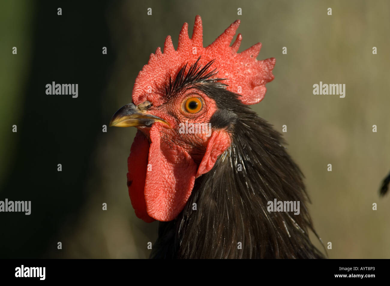 Birdworld - Surrey - UK Chicken Stock Photo - Alamy