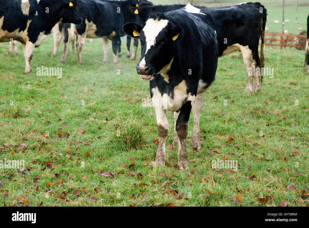 Irish holstein friesian cows hi-res stock photography and images - Alamy