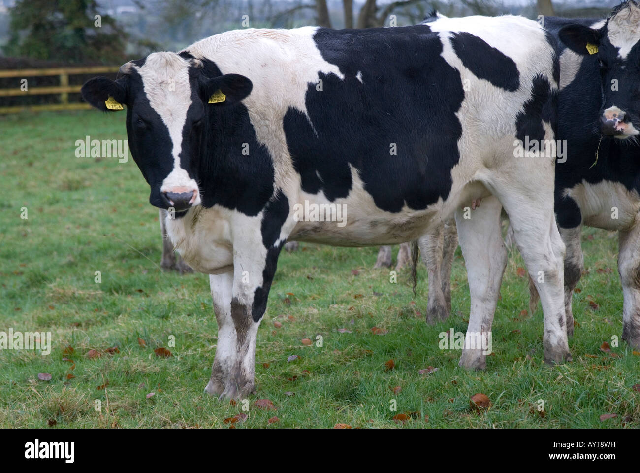 Cows arm hi-res stock photography and images - Alamy