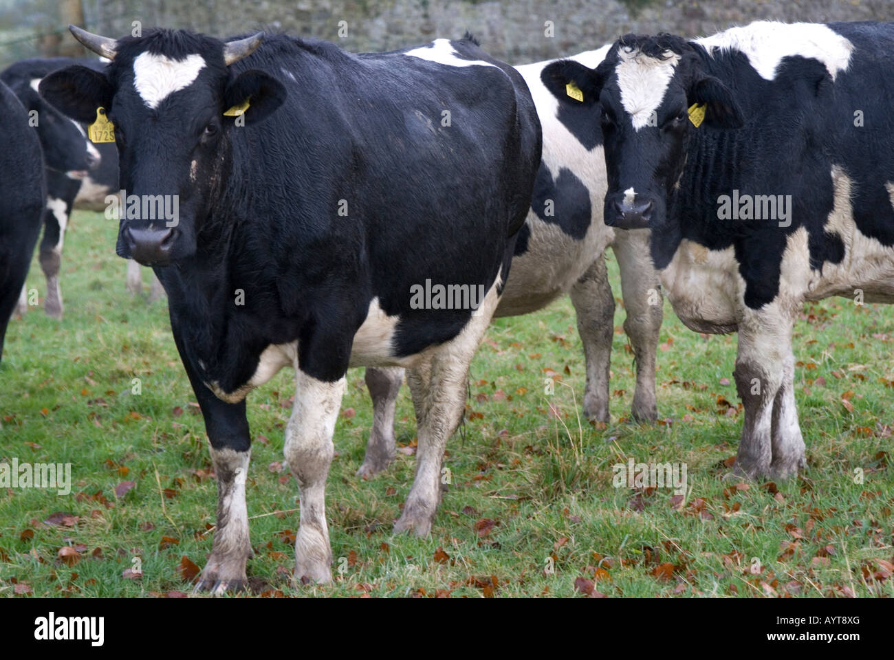 Farms cow landscape design hi-res stock photography and images - Alamy