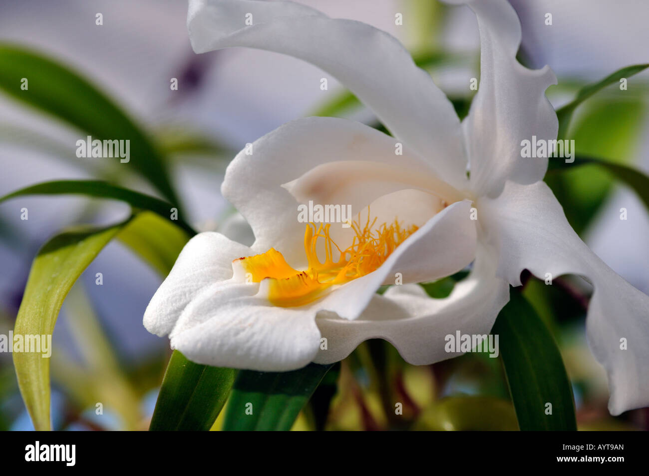 Yellow callus hi-res stock photography and images - Alamy