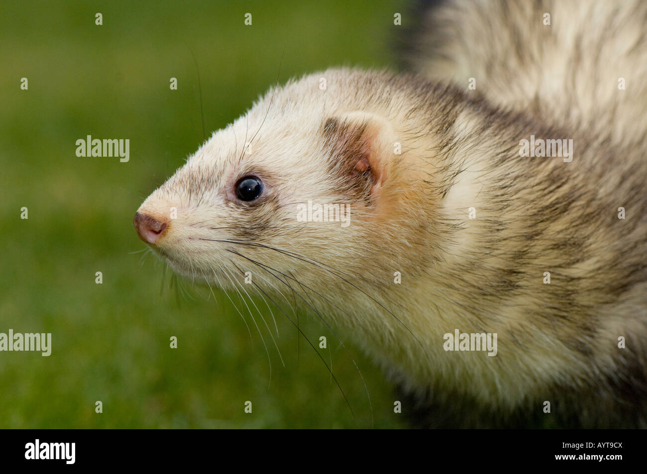 Profile of domesticeted ferret Stock Photo - Alamy