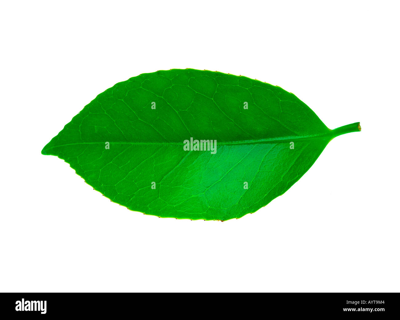 one green leaf Stock Photo - Alamy
