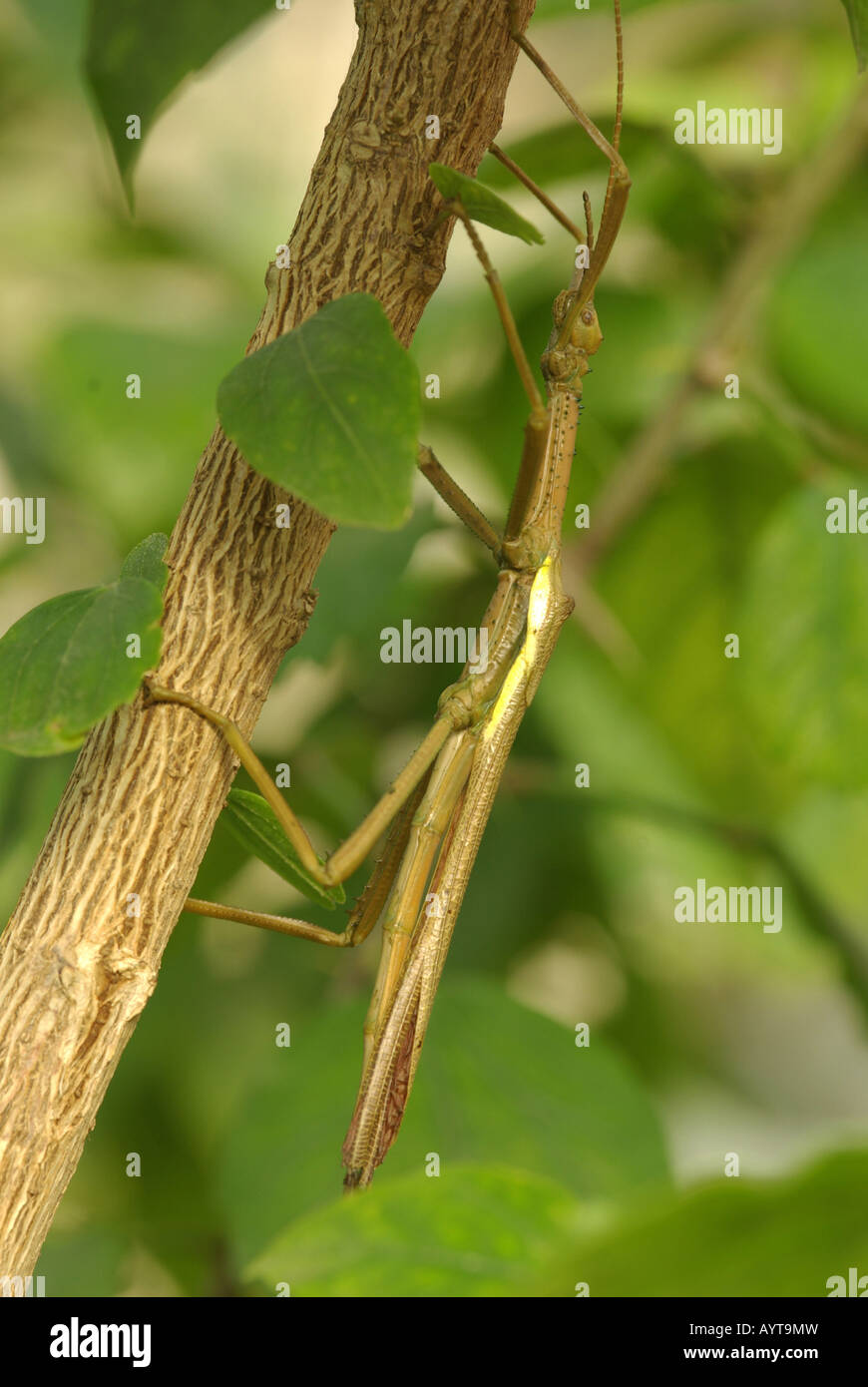 Male titan phasmid Pharanciaj sp Stock Photo - Alamy