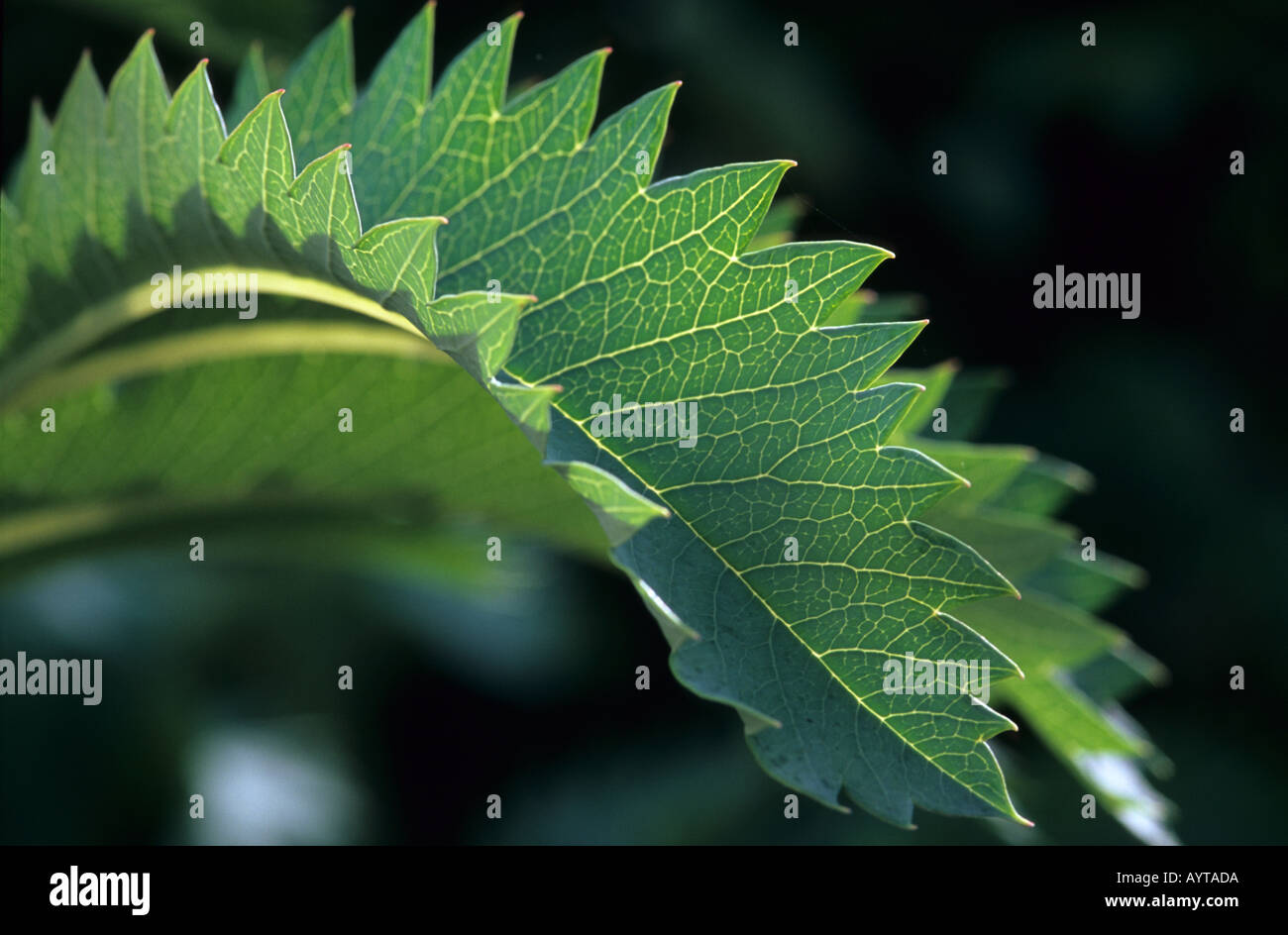 Melianthus major honey bush hi-res stock photography and images - Alamy