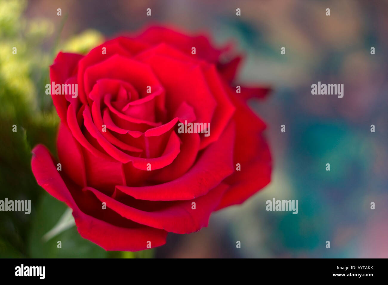 A single red rose flower on blur background overhead from above ...