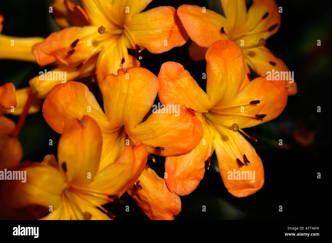 Rhododendron Sunny orange flowers Lepidote bushy half hardy perennial ...