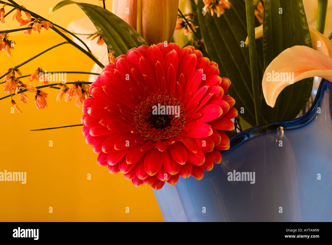 A red flower in a blue glass pot Stock Photo - Alamy