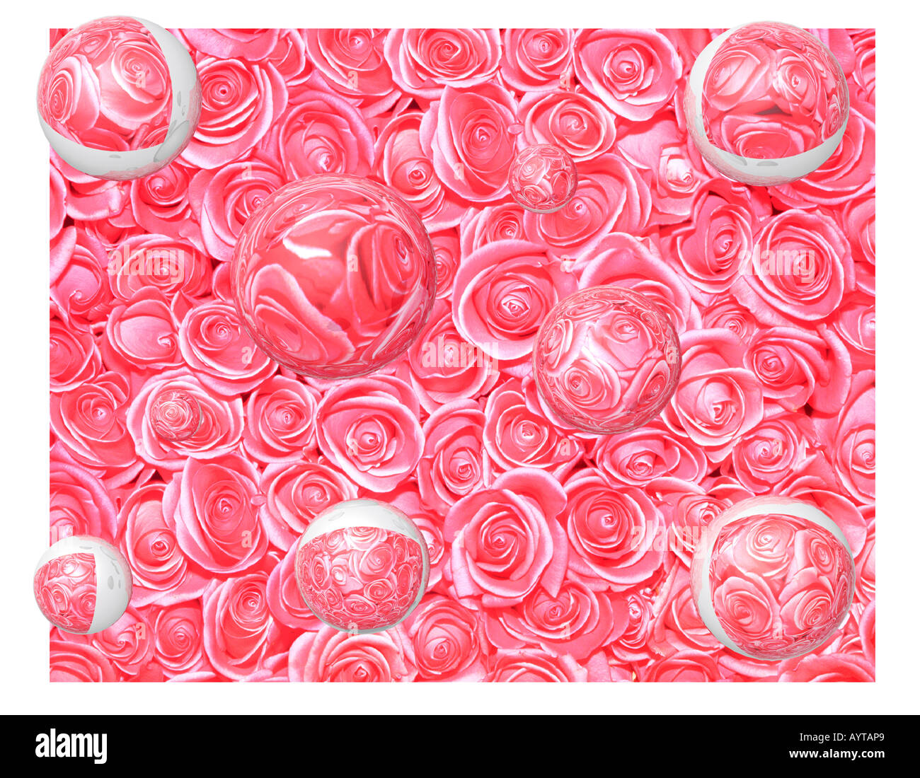 Pink roses with some transparent bubbles Stock Photo - Alamy