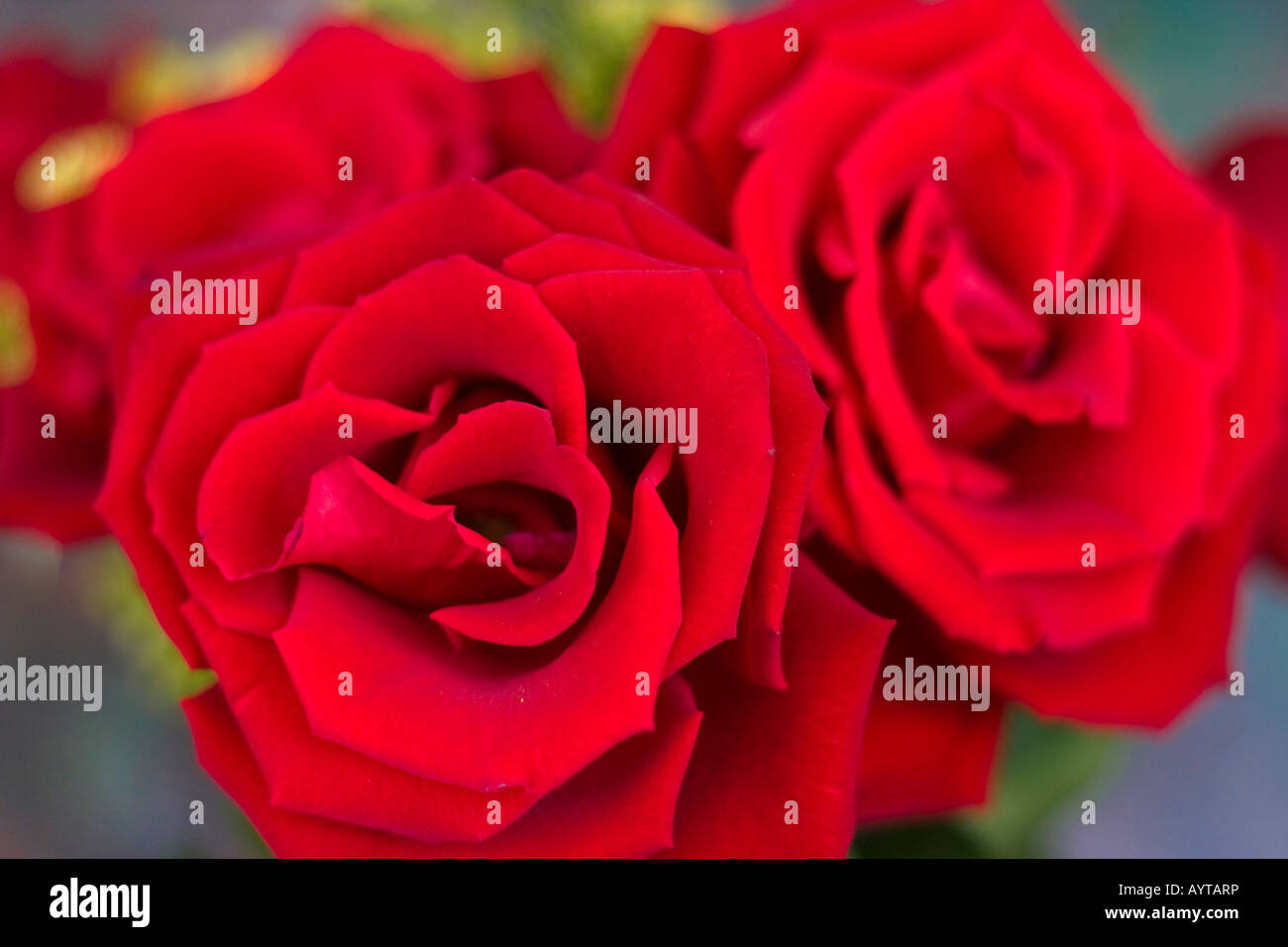 A flower rose hd photos hi-res stock photography and images - Alamy