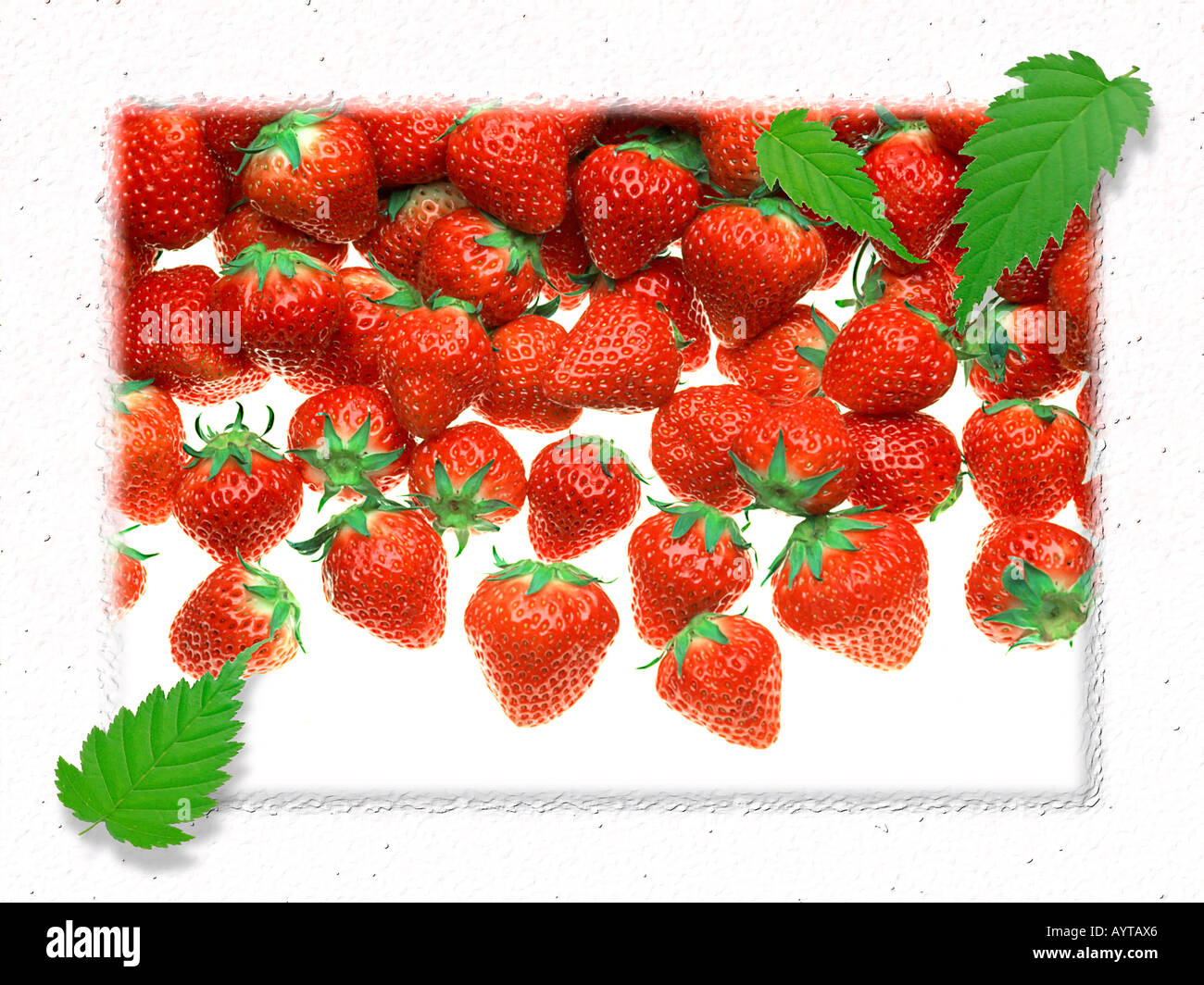 Strawberries with border of leaves Stock Photo - Alamy