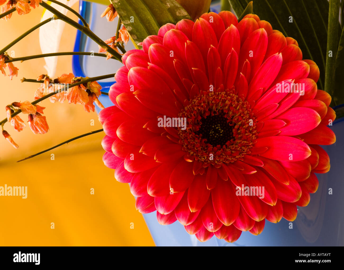 A red flower in a blue glass pot Stock Photo - Alamy