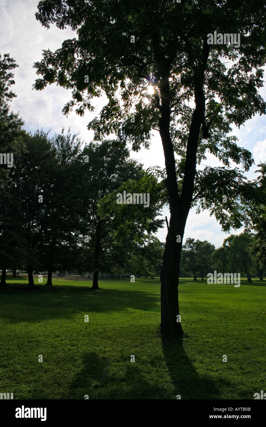 Tree with sunlight through the branches Stock Photo - Alamy