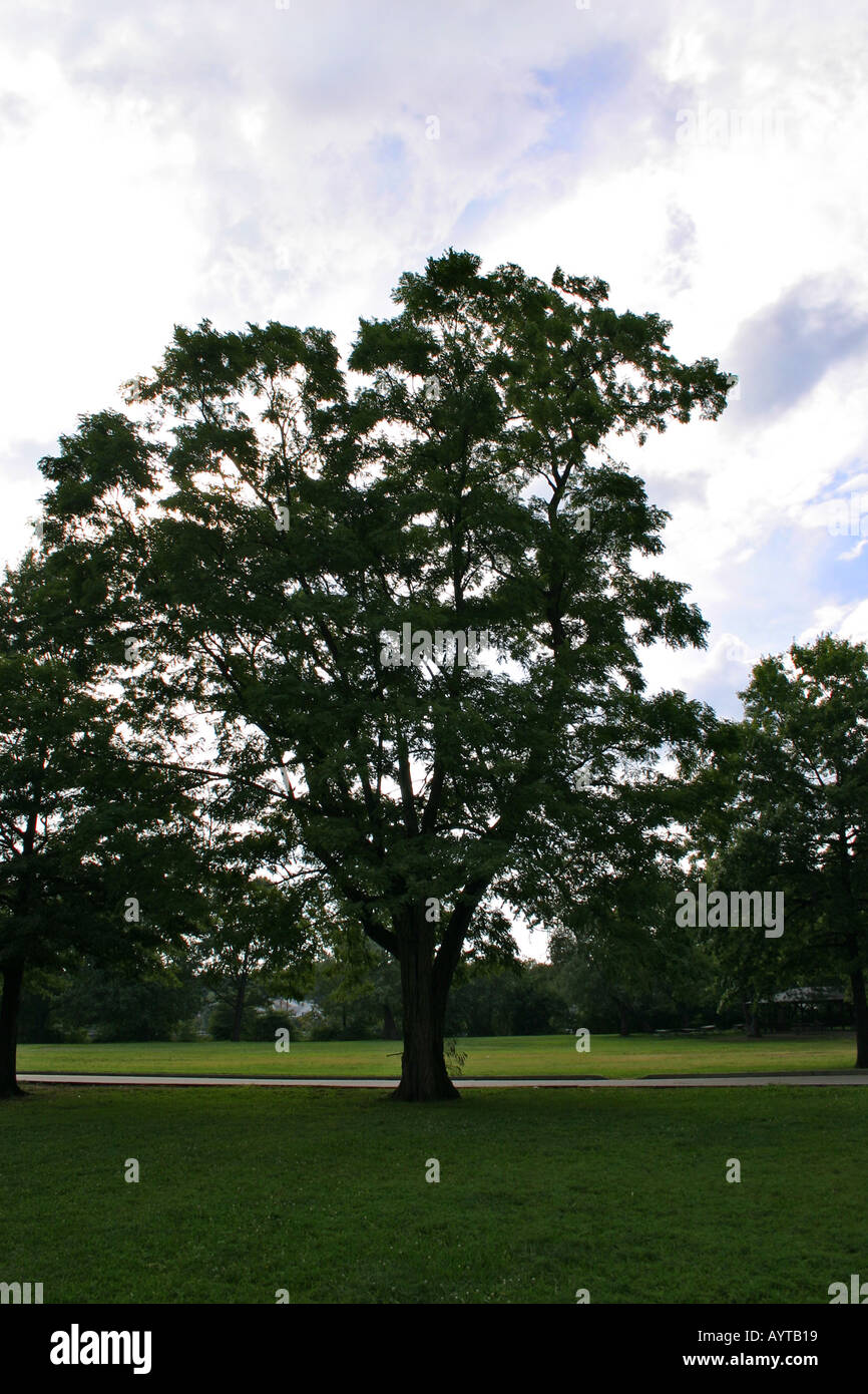 Trees and Green Grass Stock Photo - Alamy