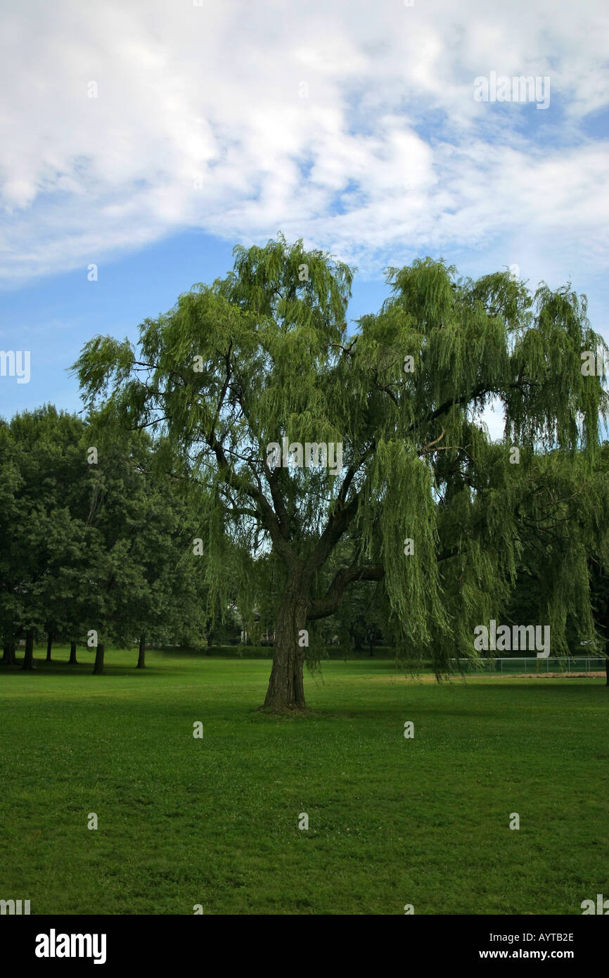 Trees and Green Grass Stock Photo - Alamy