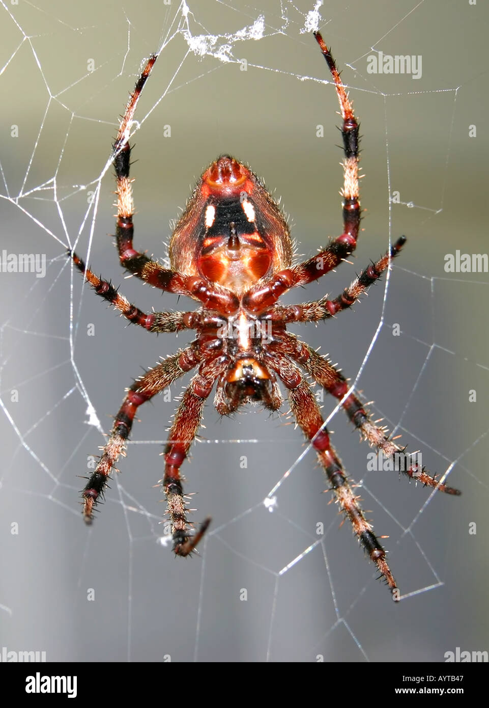 Big spider with long legs hi-res stock photography and images - Alamy