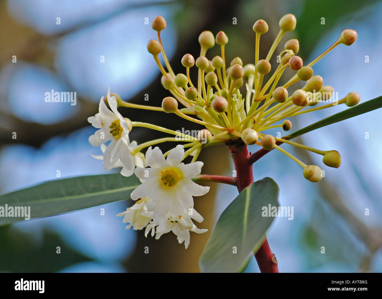 Drimys winteri syn. Wintera aromatica (Winter's bark Stock Photo - Alamy