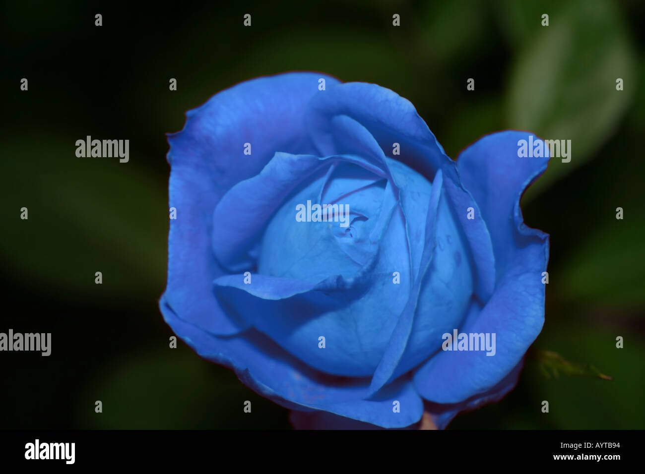Beautiful blue Rose Stock Photo - Alamy