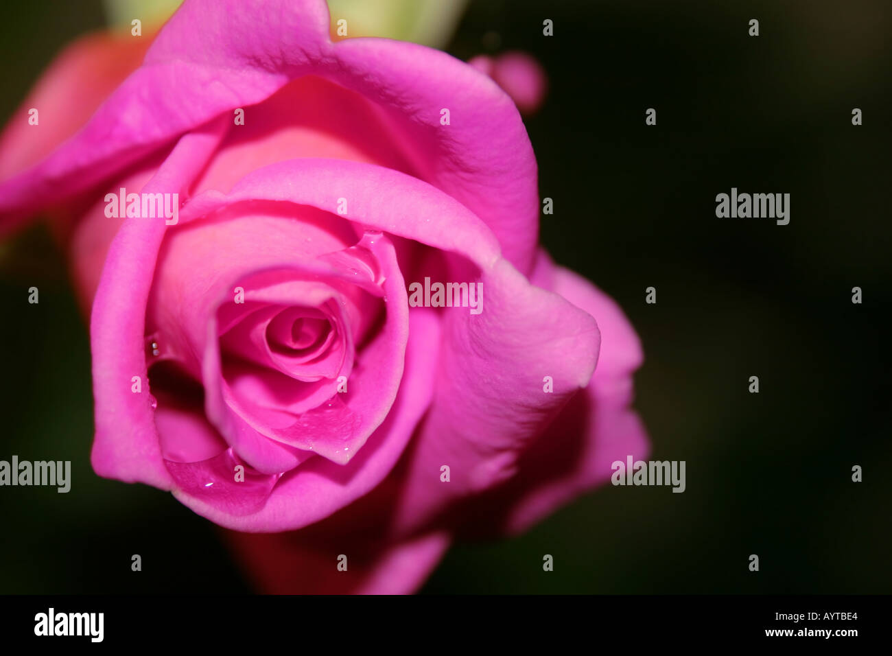 Beautiful pink Rose Stock Photo - Alamy