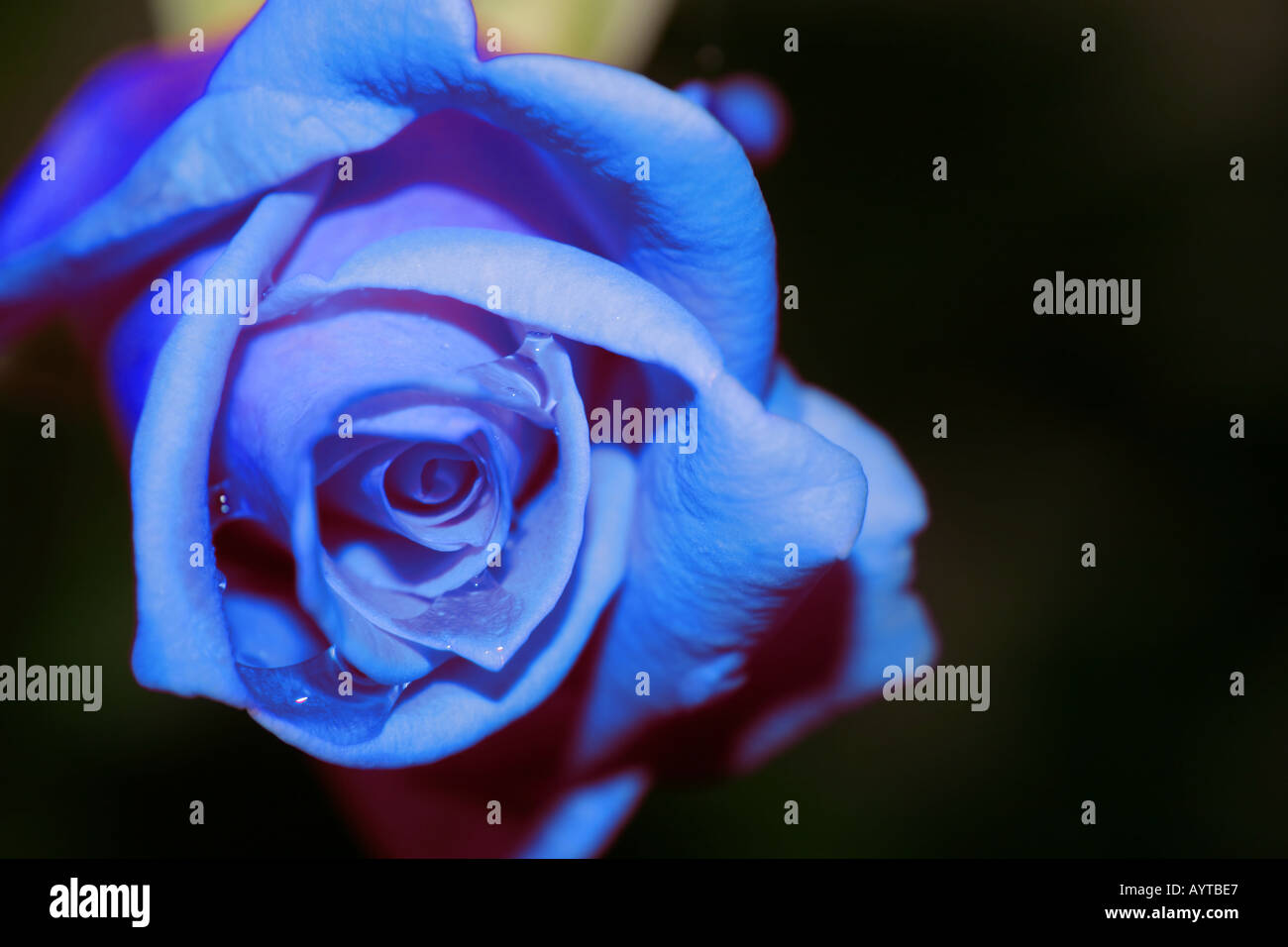 Beautiful blue Rose Stock Photo - Alamy