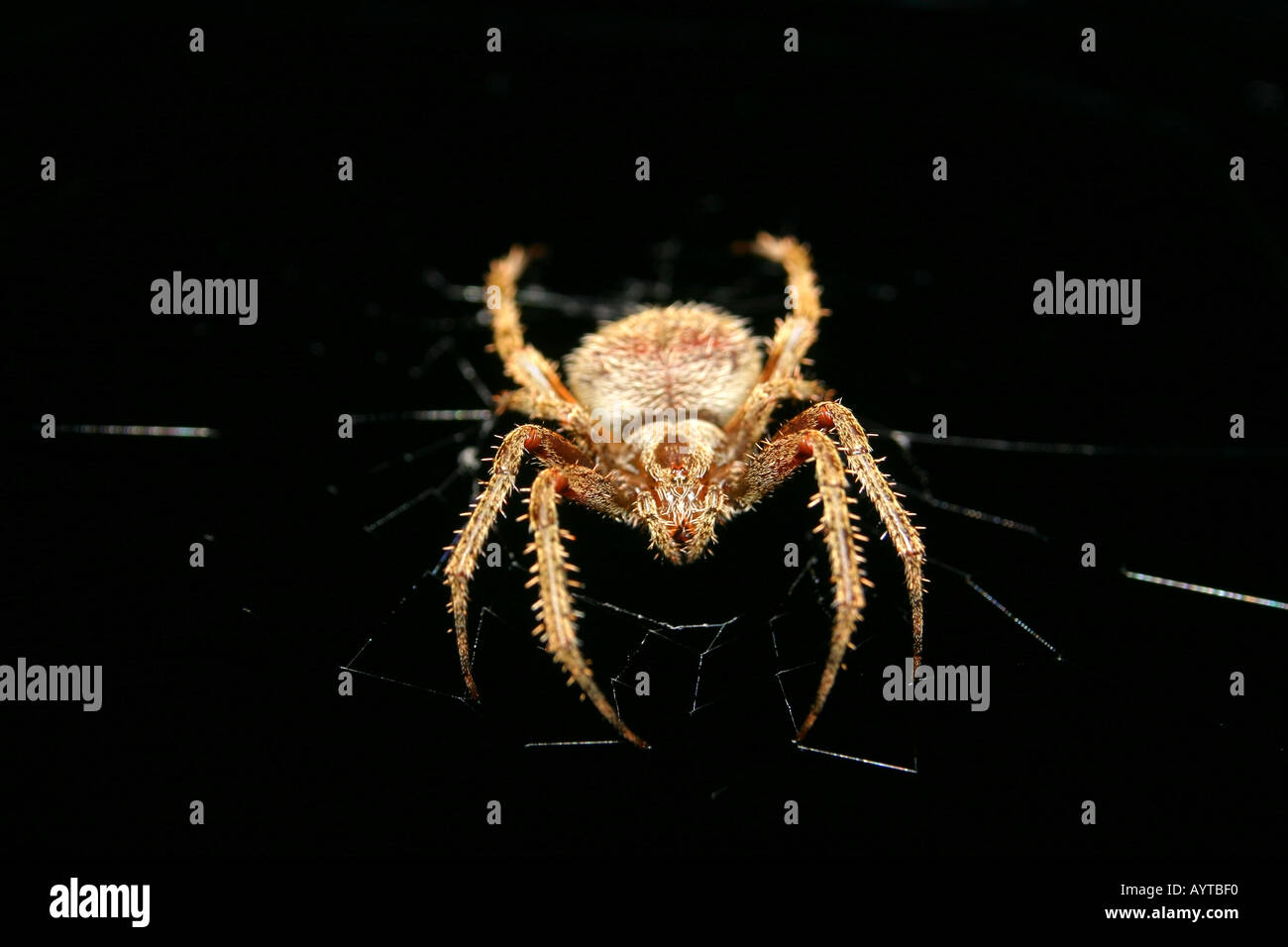 Common garden spider england hi-res stock photography and images - Alamy