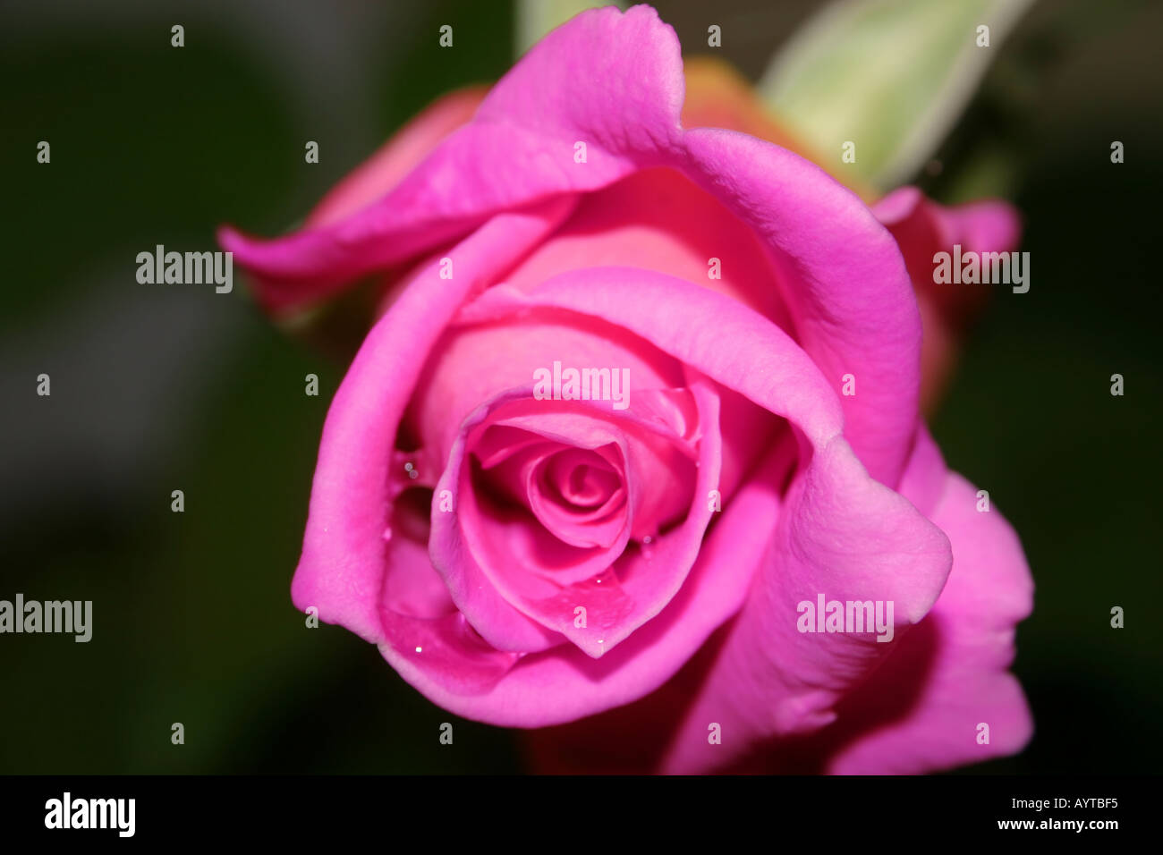 Beautiful pink Rose Stock Photo - Alamy