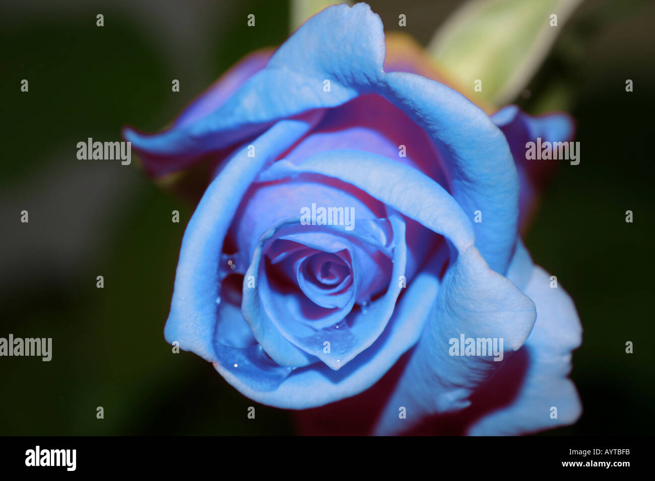 Blue rose hi-res stock photography and images - Alamy