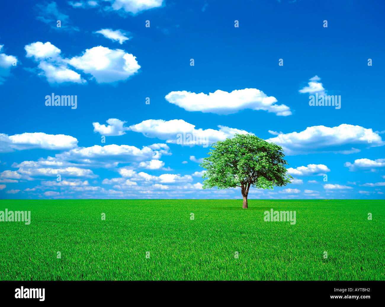 One tree in the middle of a grass field under a clear blue sky Stock ...