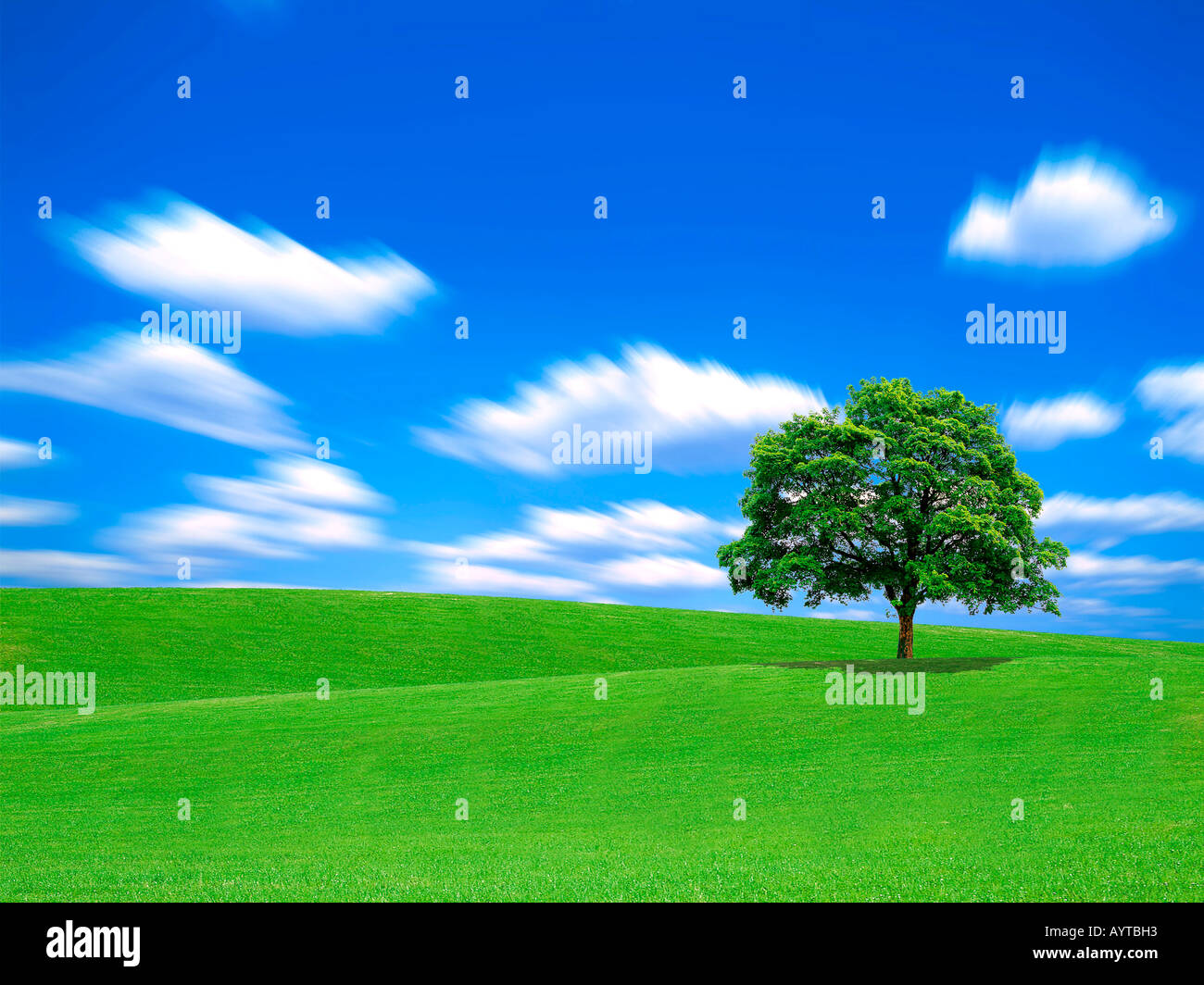 One tree on a hill under a clear blue sky Stock Photo - Alamy