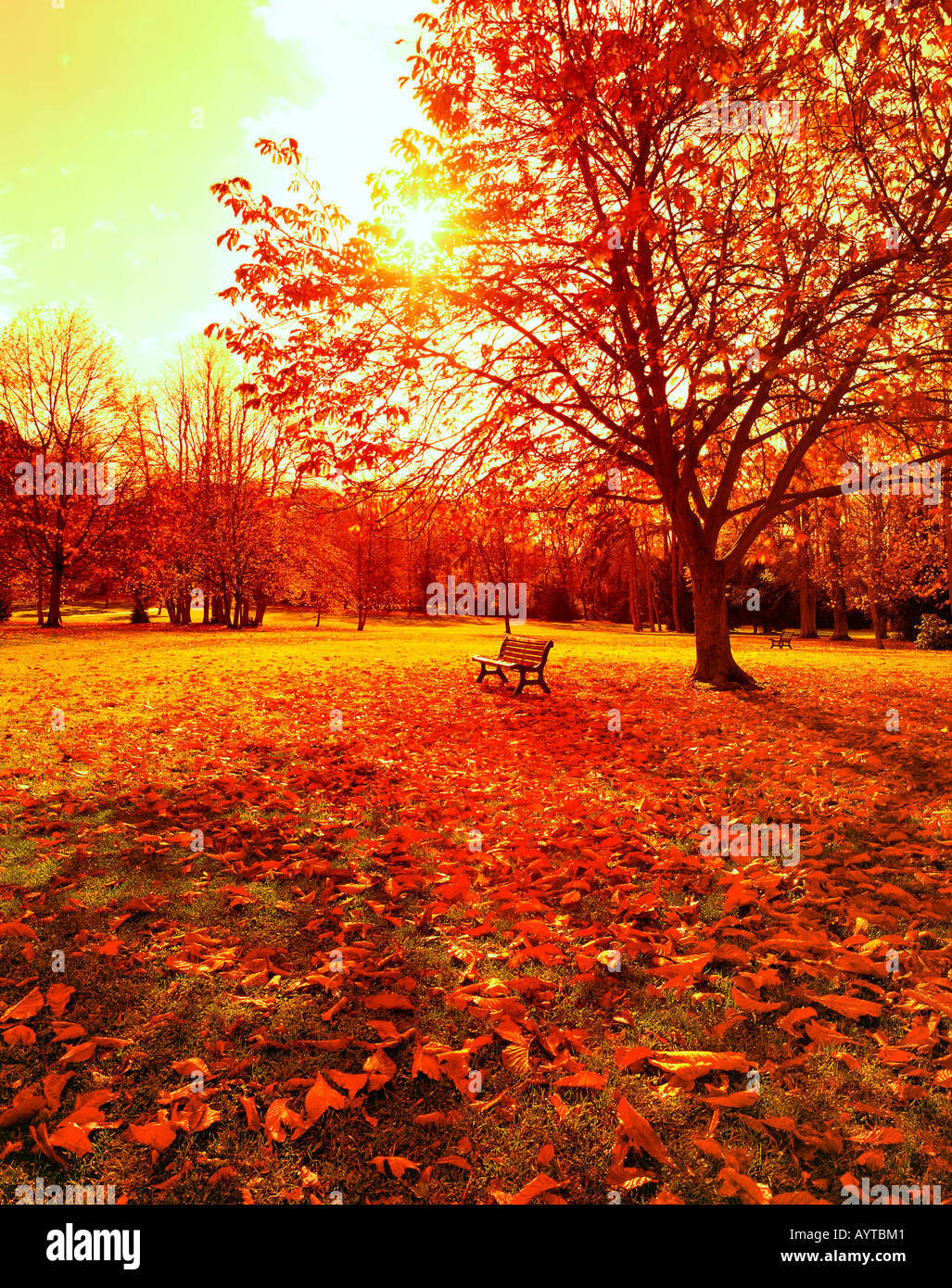 A bench under an autumn tree Stock Photo - Alamy