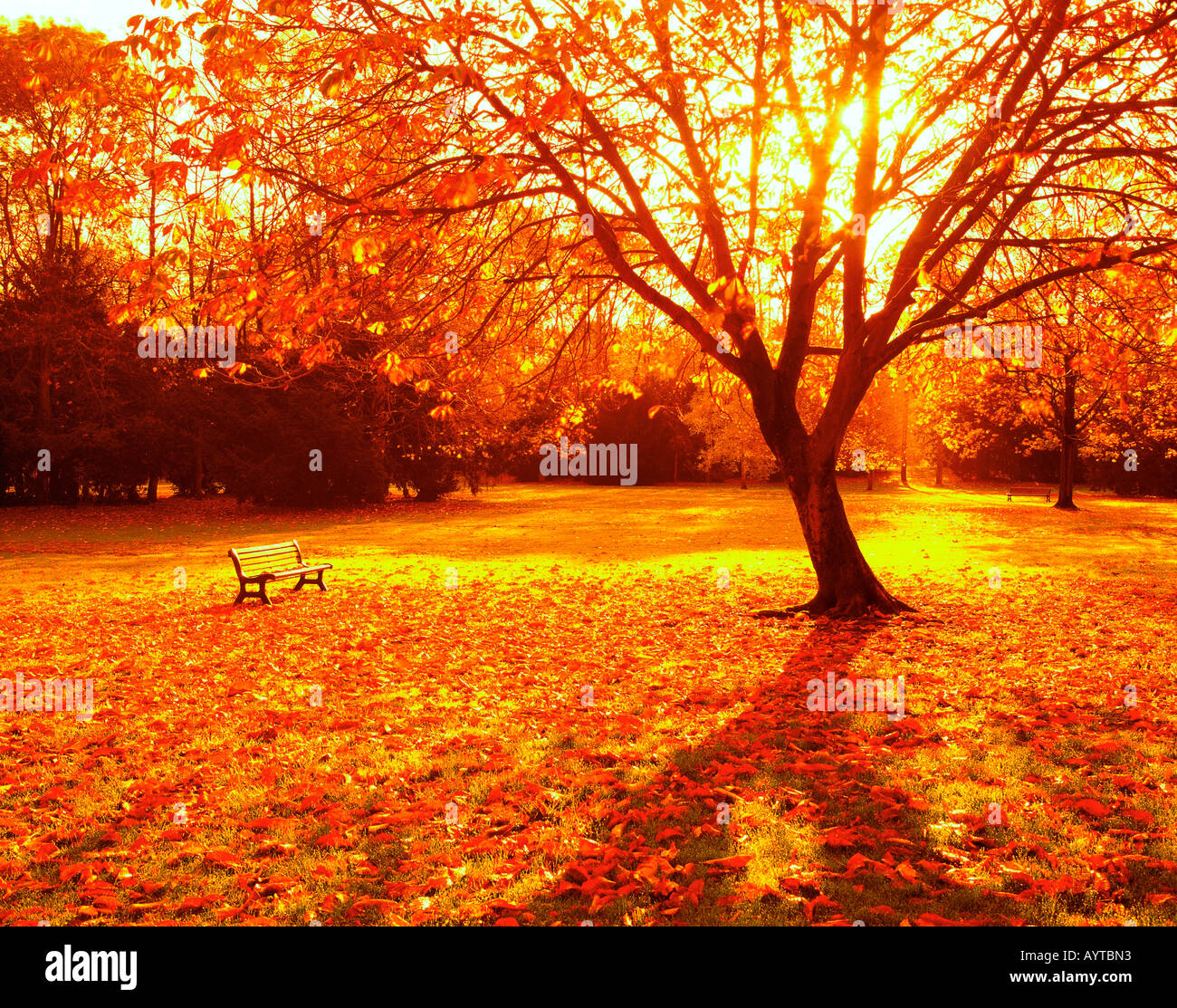 A bench under an autumn tree Stock Photo - Alamy