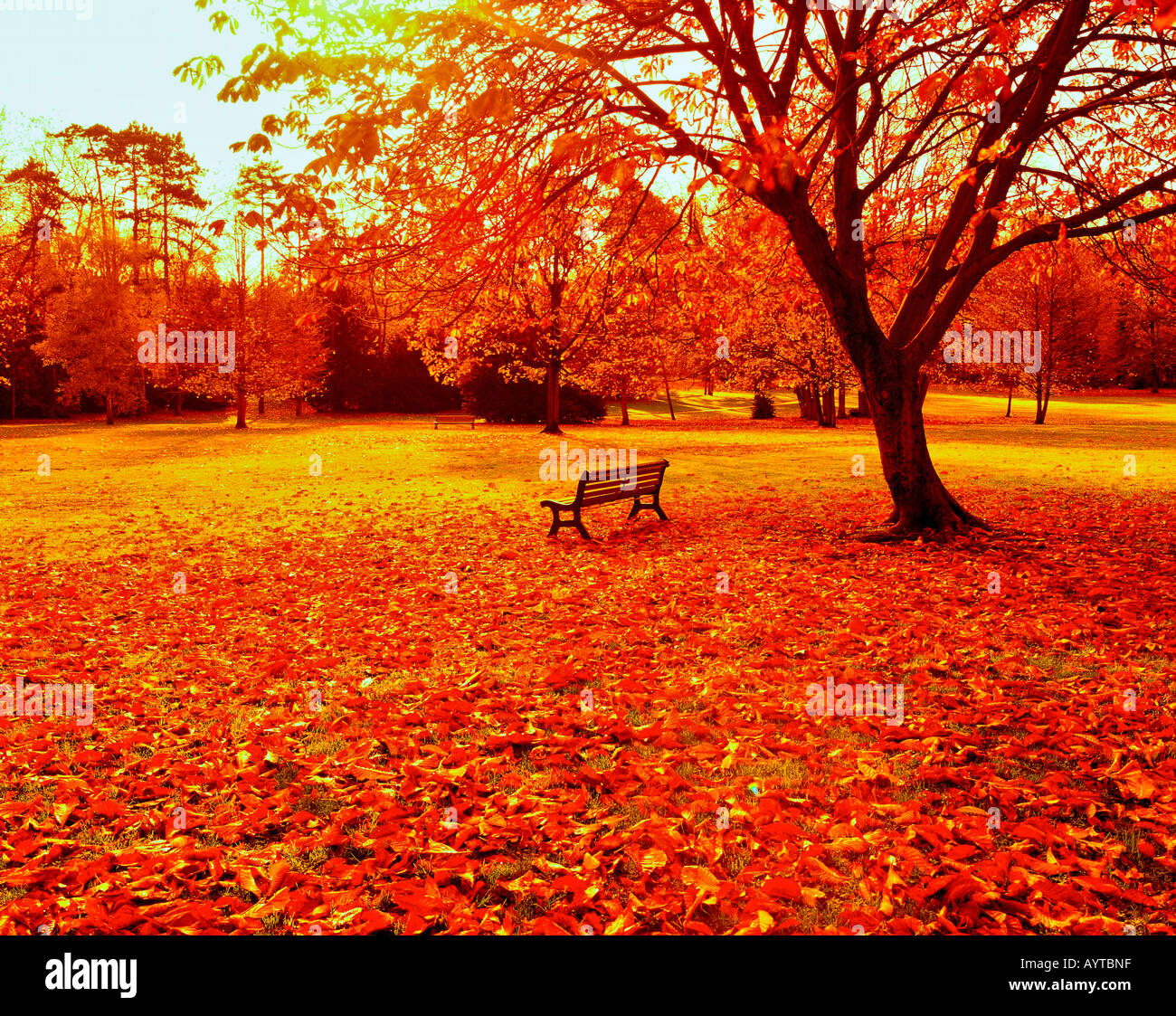 A bench under an autumn tree Stock Photo - Alamy