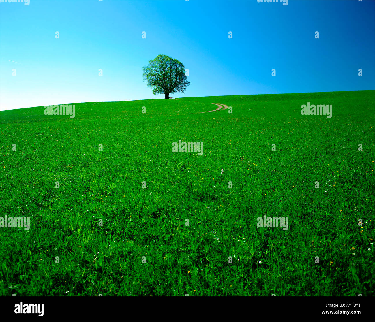 One green tree in a field Stock Photo - Alamy