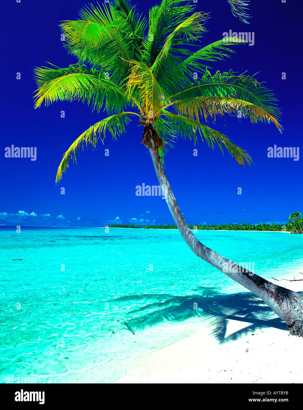 Palm tree by the sea shore Stock Photo - Alamy