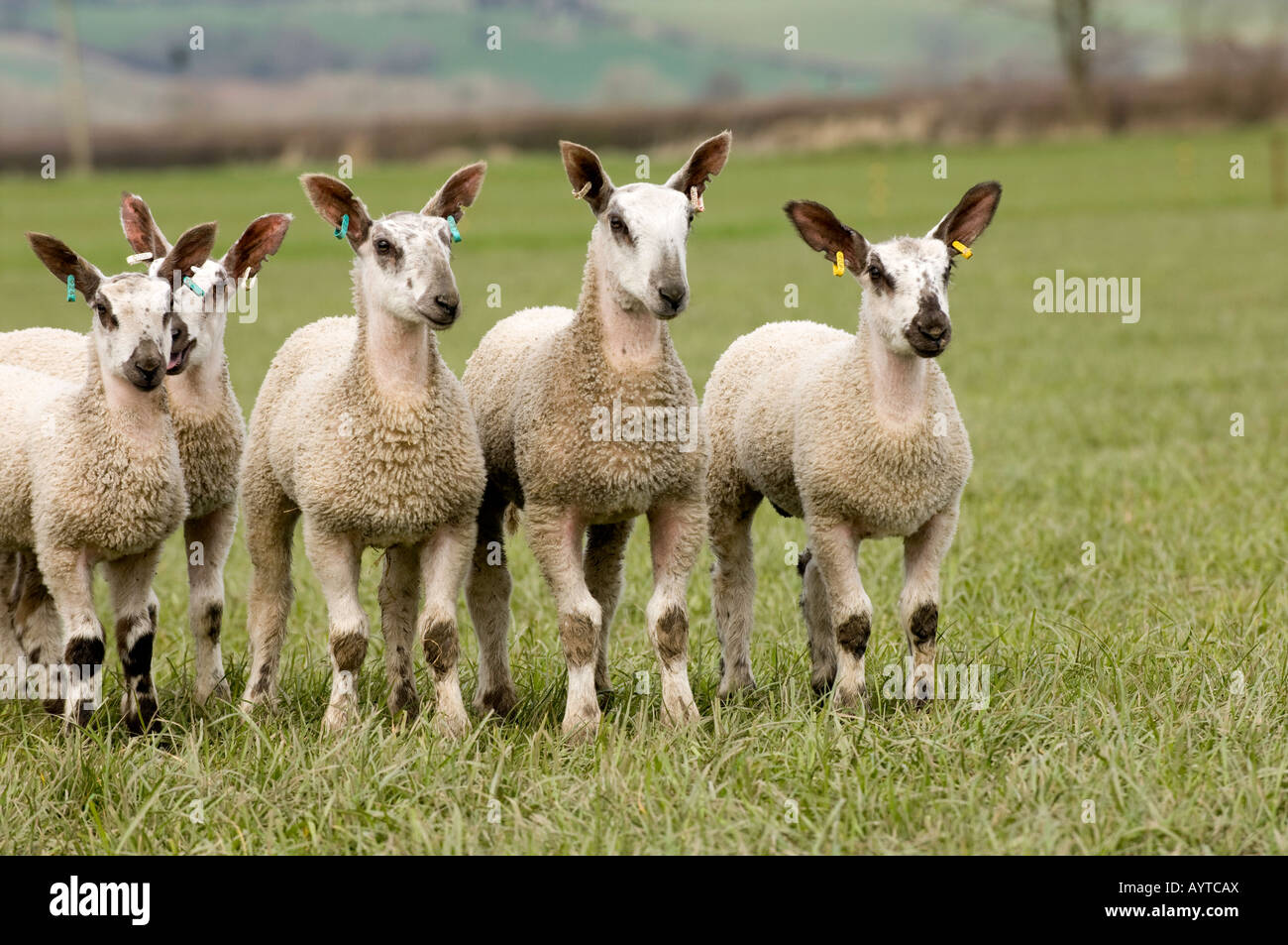Blue Faced Leicester lambs in spring sunshine Pickering North Yorkshire ...