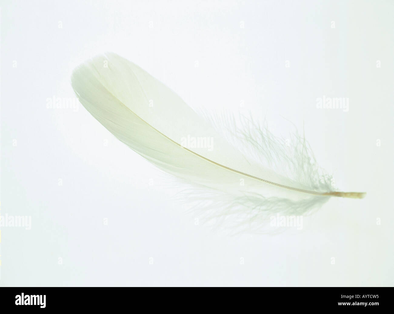 One floating white feather Stock Photo - Alamy