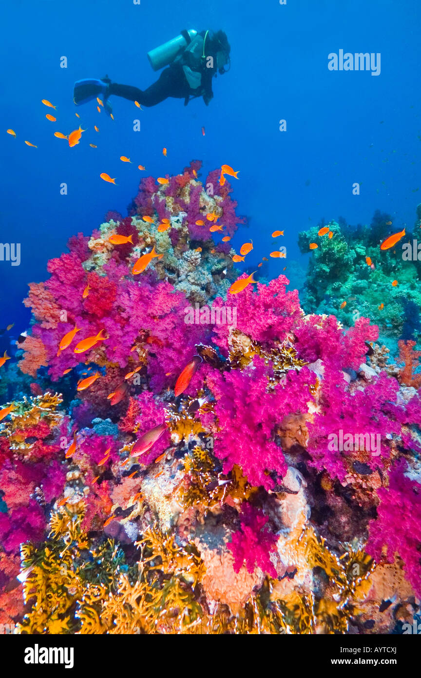 Scubadiver over healthy colorful soft coral patch in Red Sea Stock ...