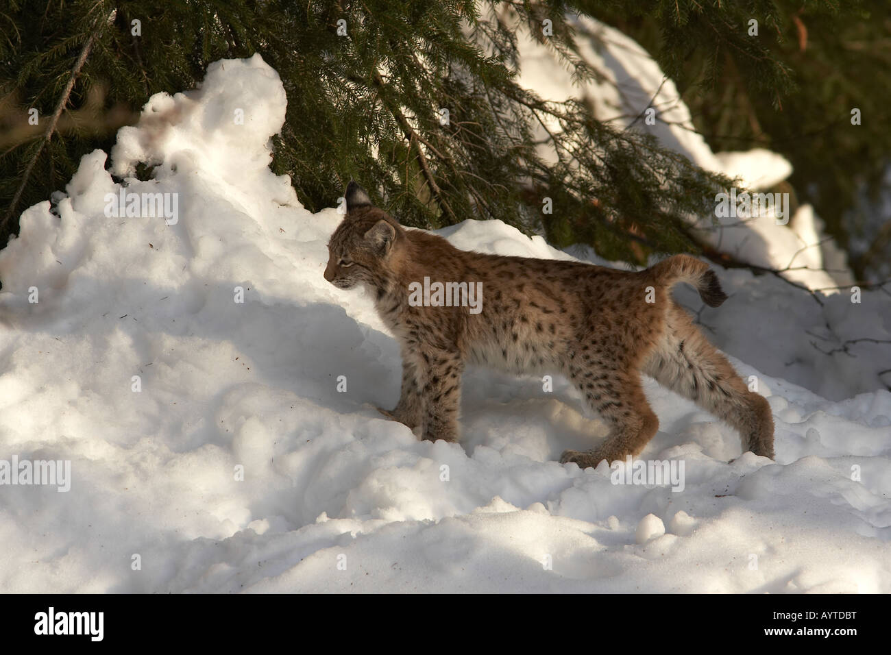 Eurasian Lynx Lynx lynx Bavarian forest Germany cub stretching in the ...