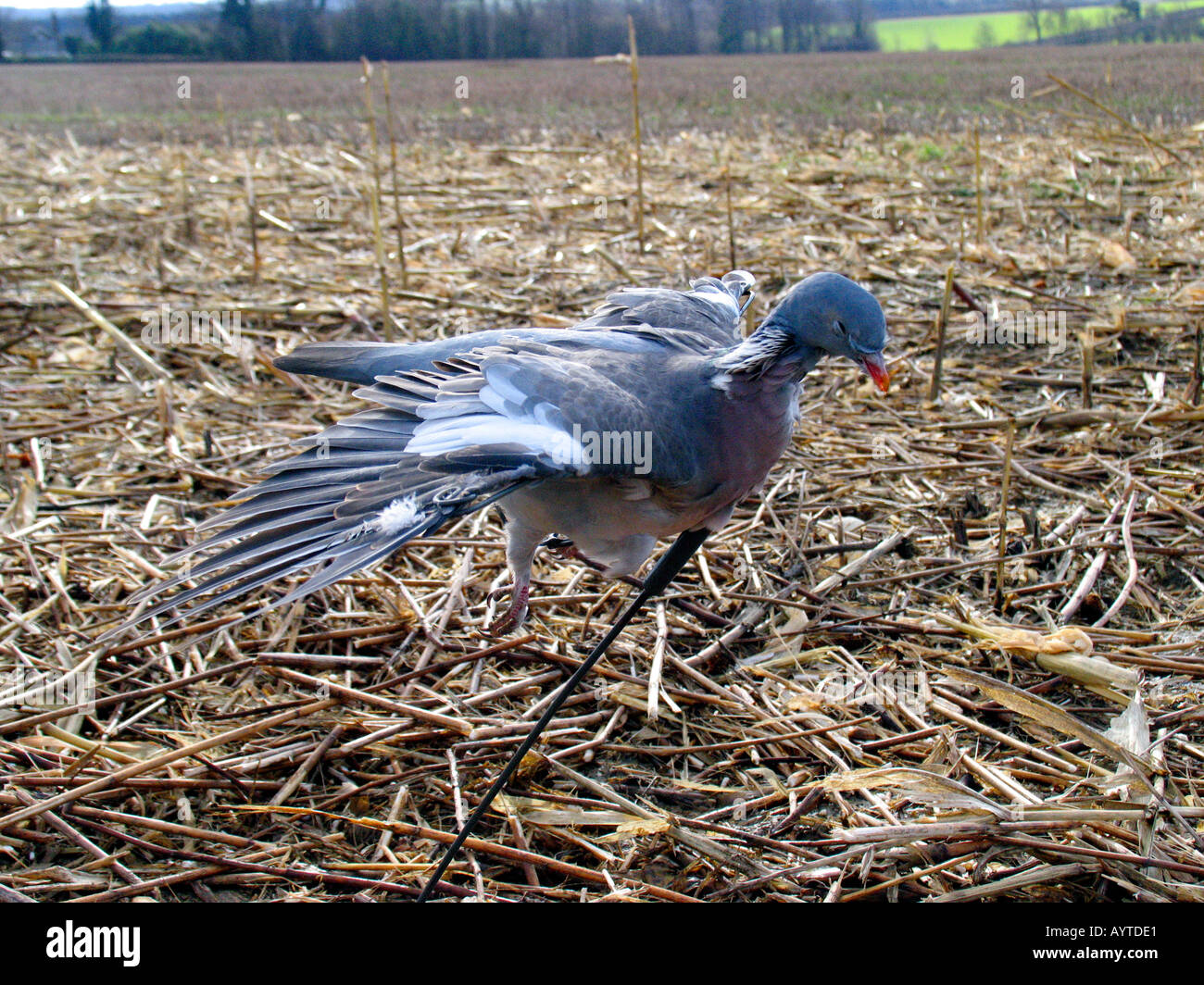 Gun cradle hi-res stock photography and images - Alamy